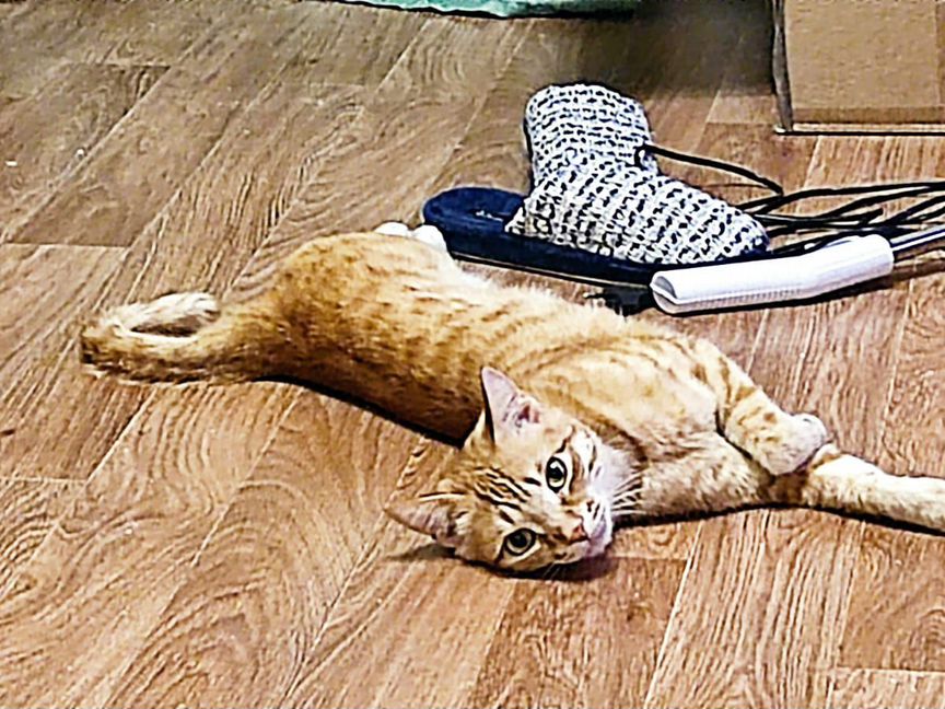 Рыжий котик Левушка