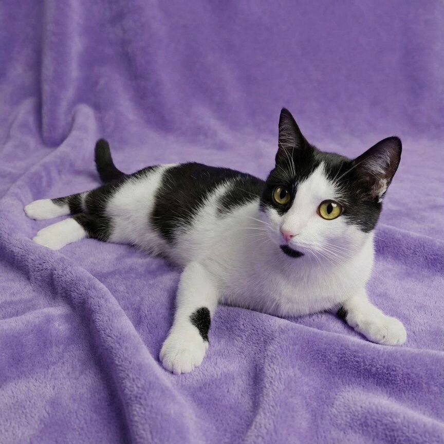 Европейская короткошёрстная кошка, взрослая