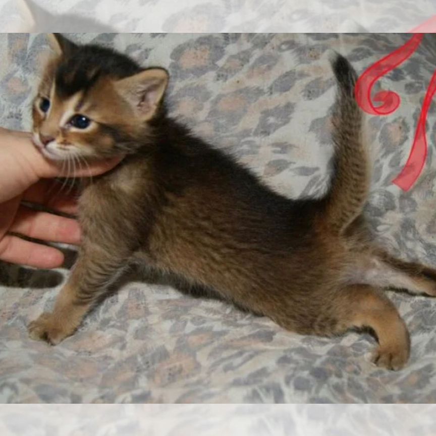 Котята