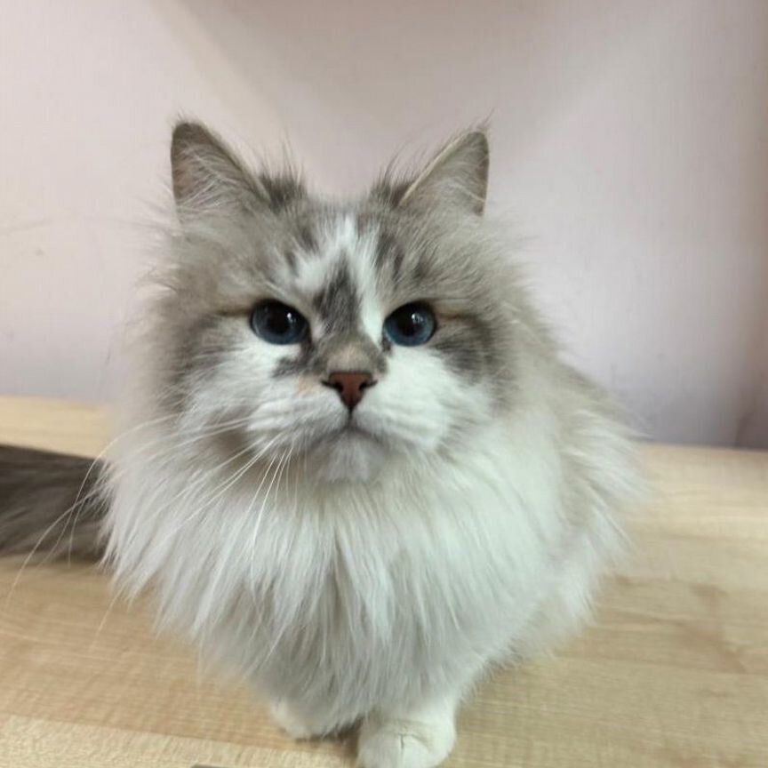 Невская Маскарадная кошечка Хлоя