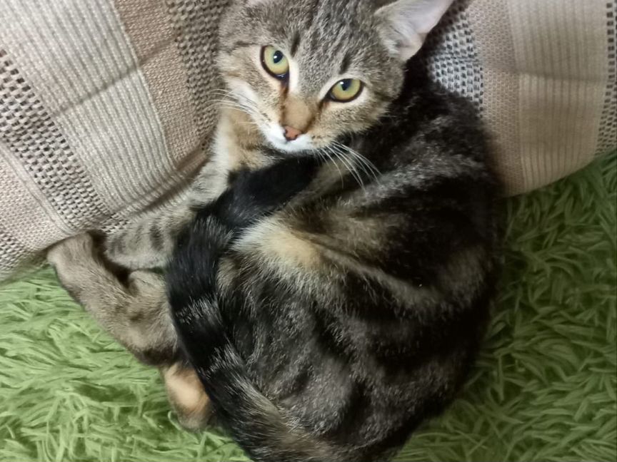 Котенок Лео в добрые руки