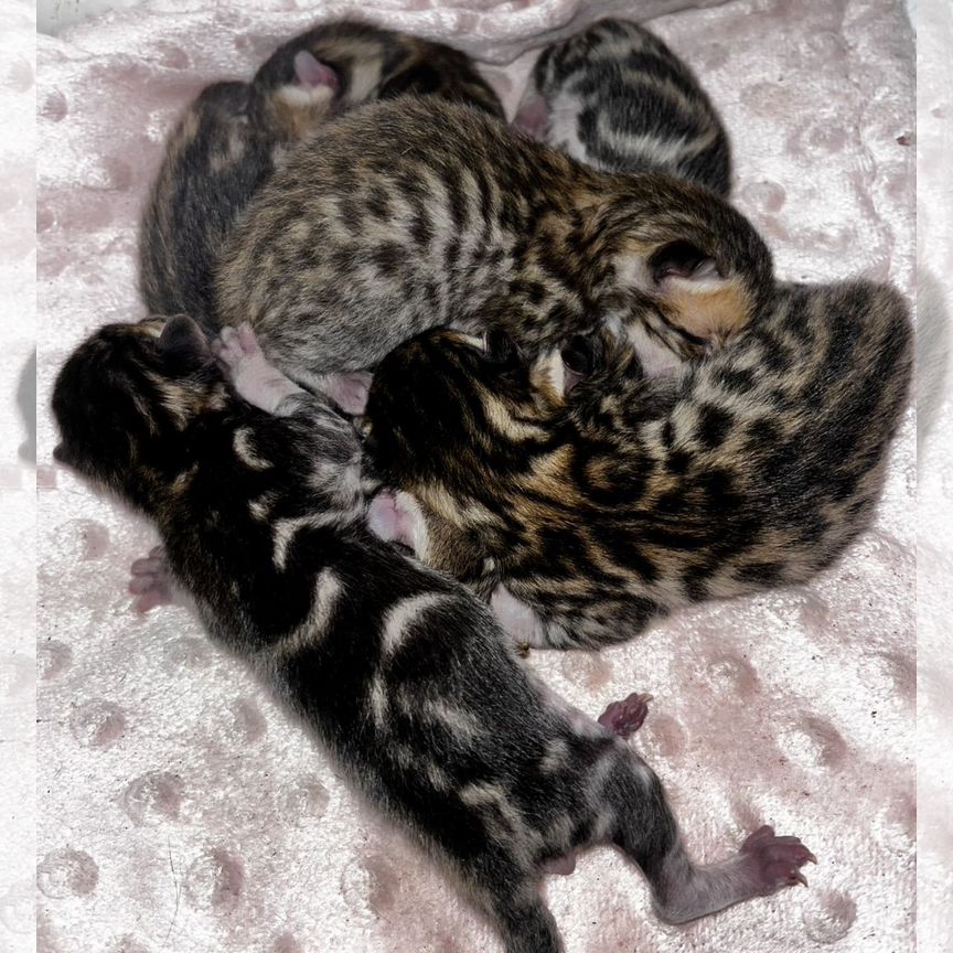 Бенгальские котята