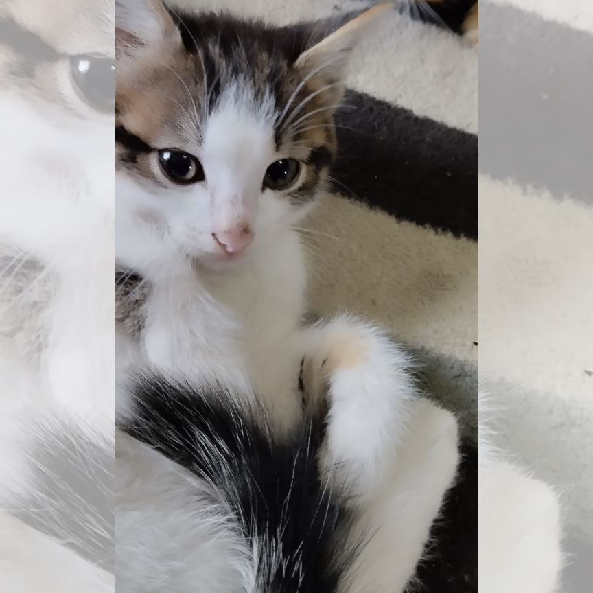 Котики бесплатно в добрые руки