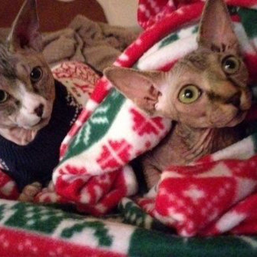 Канадский сфинкс кошечка