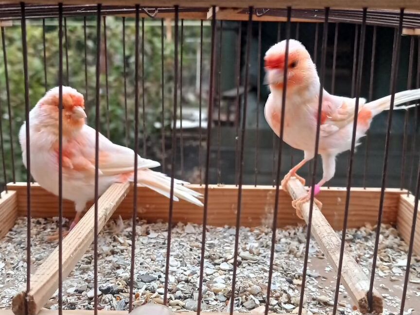 Канарейка Красный Мазаик