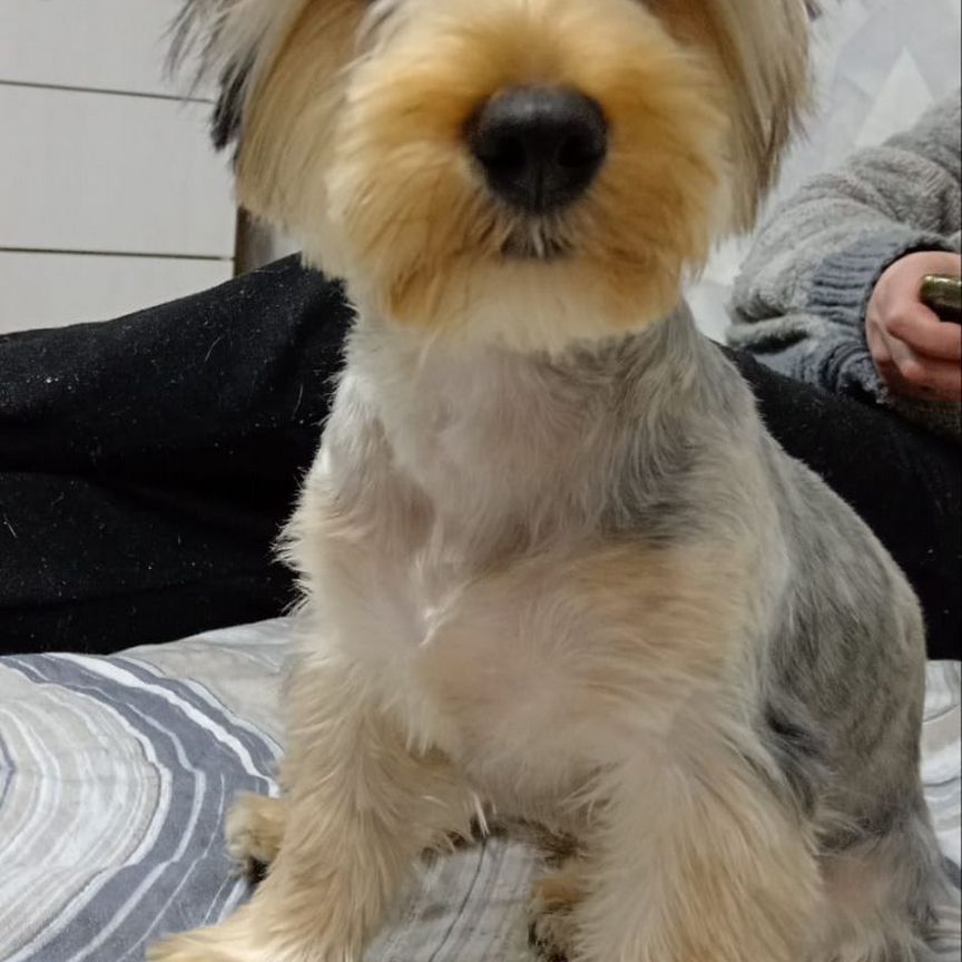 Йоркширский терьер