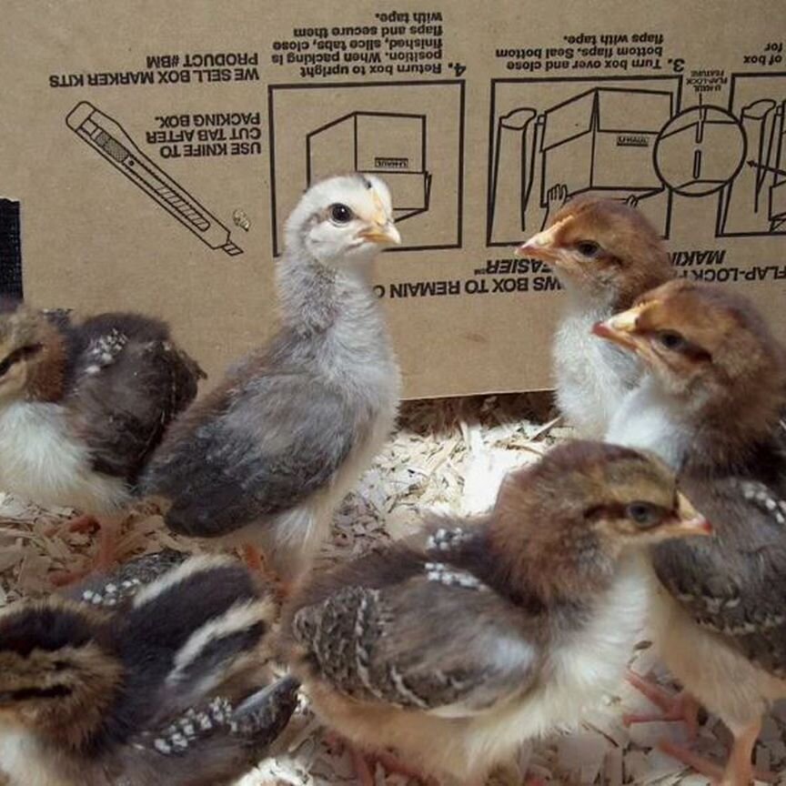 Отдаю цыплят бесплатно