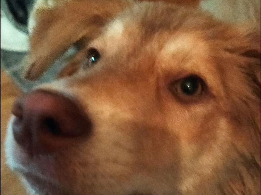 Карамелька в добрые руки