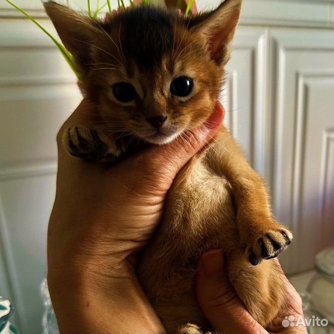Абиссинские котята соррель дикий