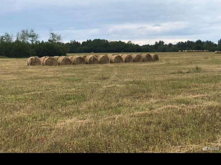 Сено в рулонах 2022г. 2023г