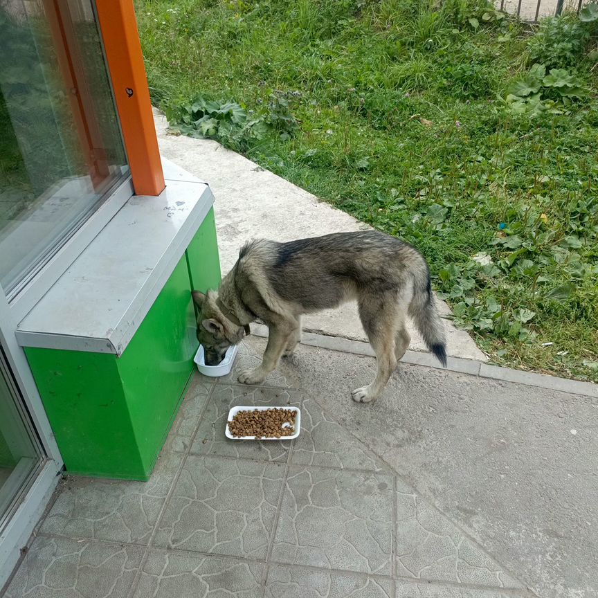 Пристрой щенка