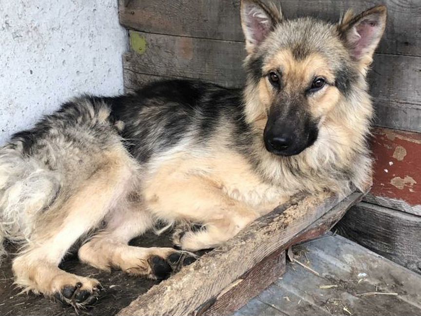 Митя ищет дом