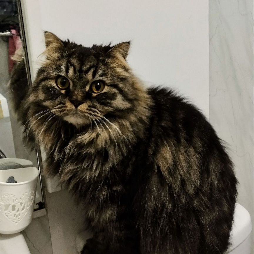 Отдам кота в добрые руки