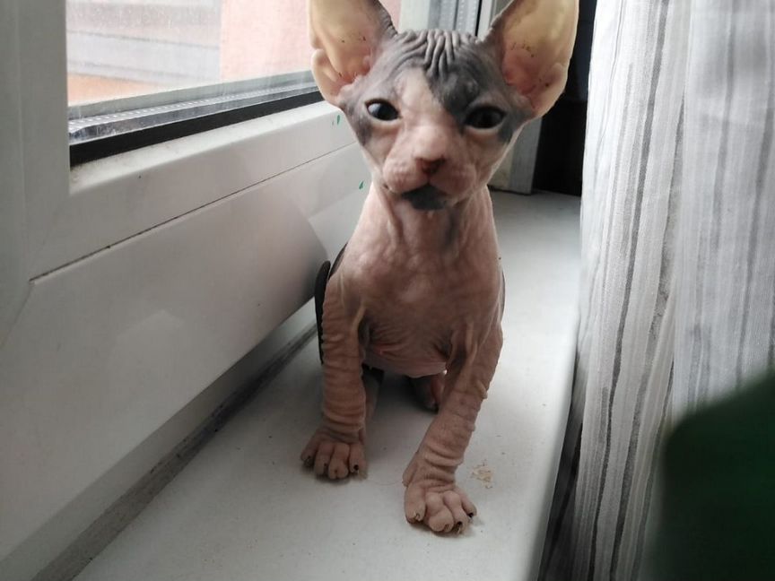 Донской сфинкс котята
