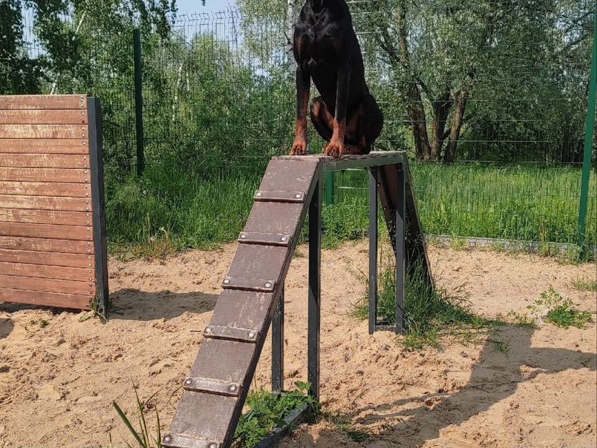 Щеночки добермана