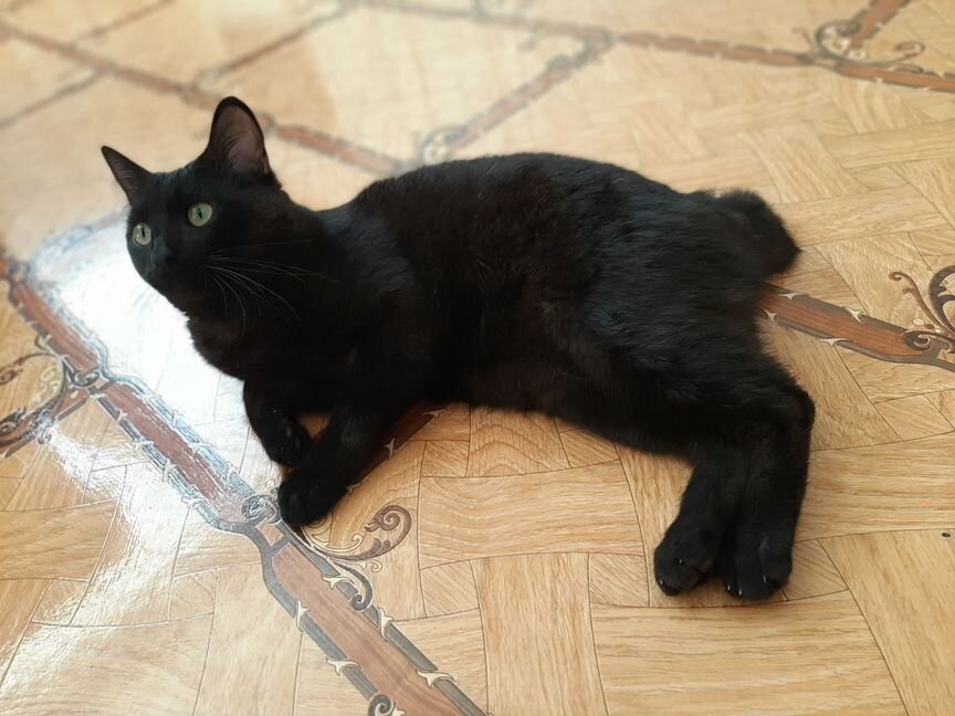 Котик в добрые руки