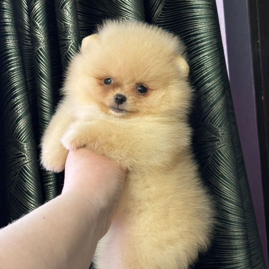 Померанский шпиц, щенок