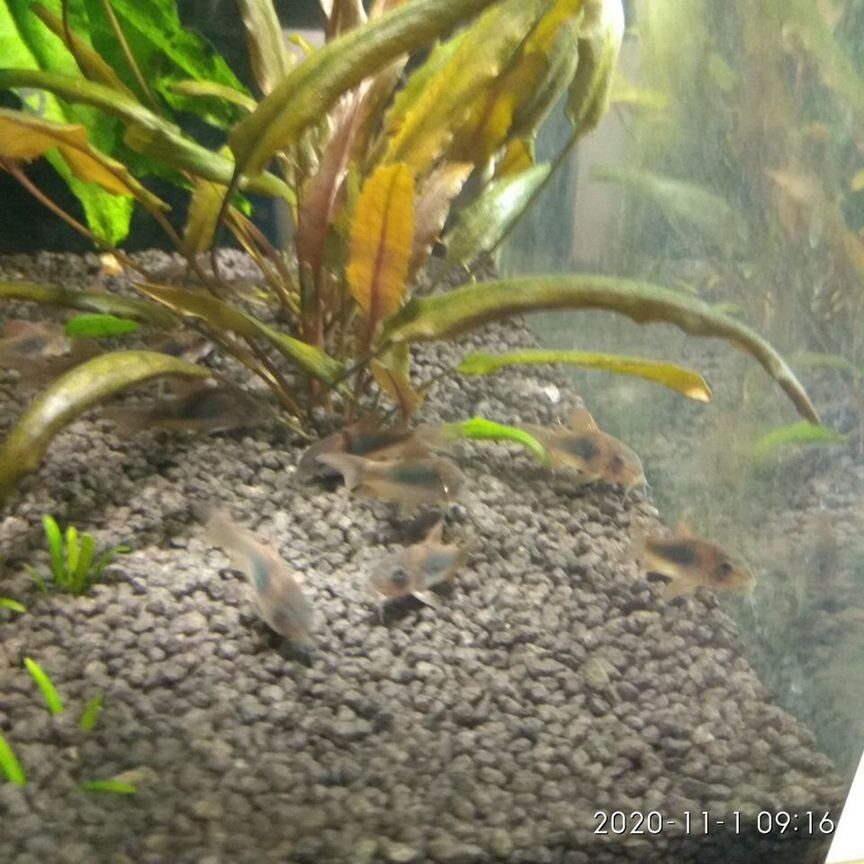 Сомики коридорасы