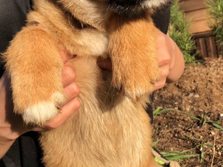 Щенок в добрые руки