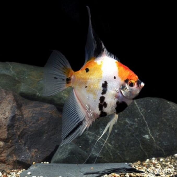 Скалярия Кои Ангел (SM) (арт 3003)