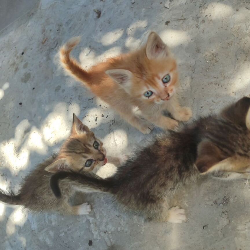 Отдам котят 1 мес