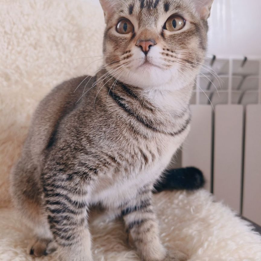 Котенок, девочка,6 месяцев