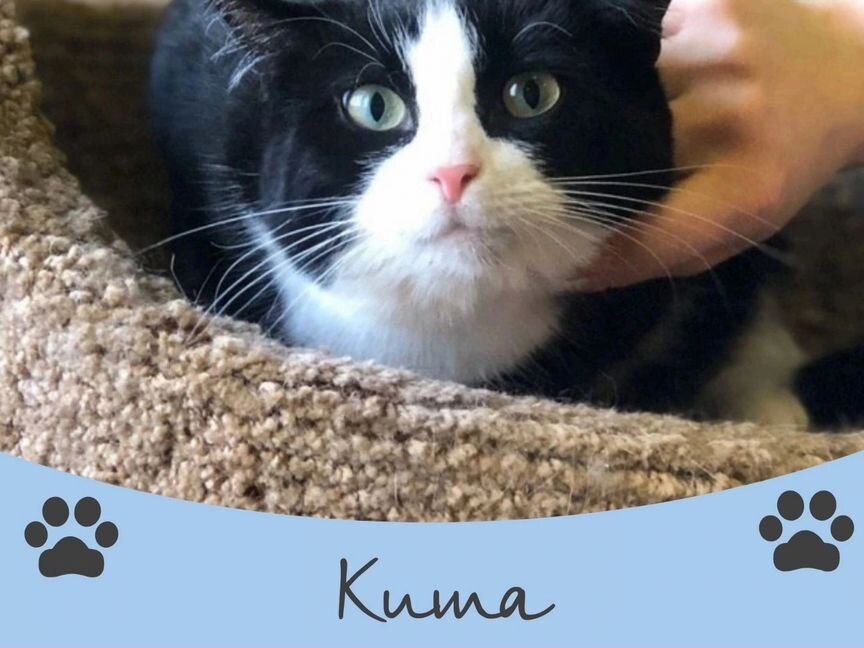 Кошка Киша
