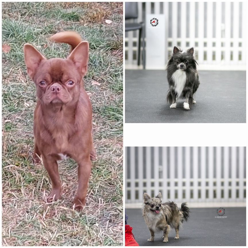 Вязка кобель чихуахуа