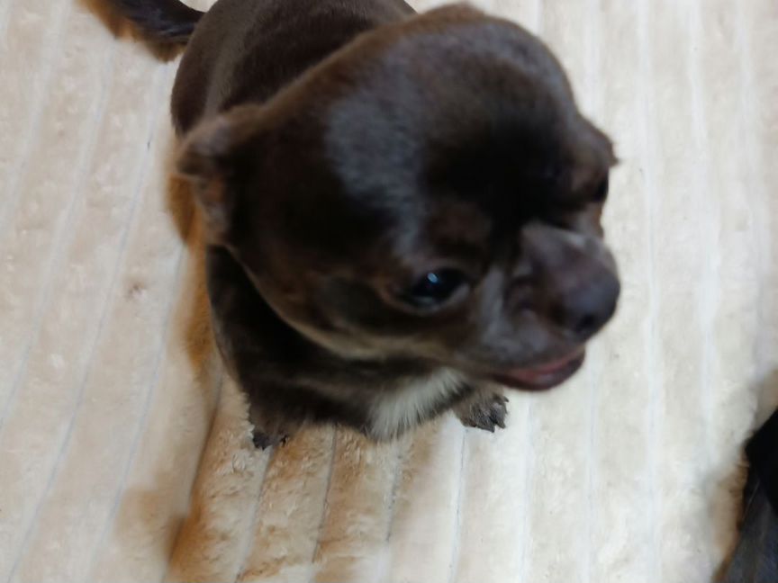 Случка с мальчиком чихуахуа