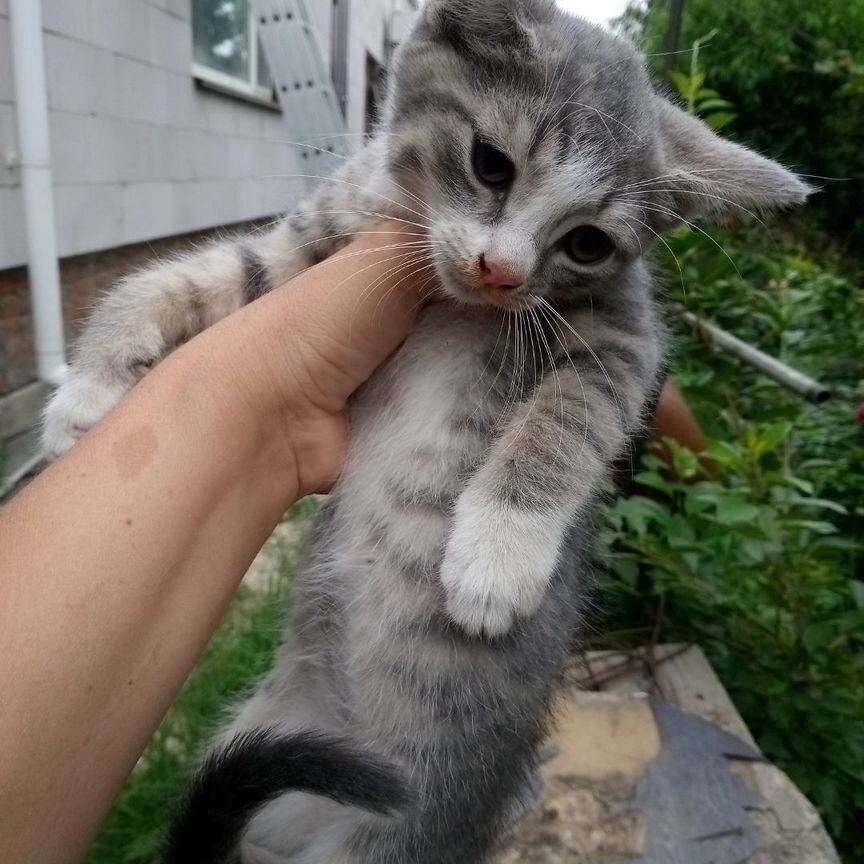 Котик 1,5 мес,в добрые ручки