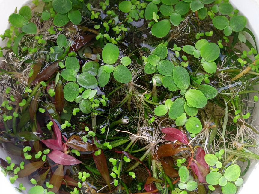 Аквариумные растения, прополка, трава для аквариум