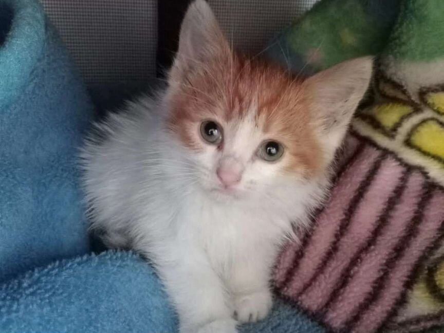 Кошка