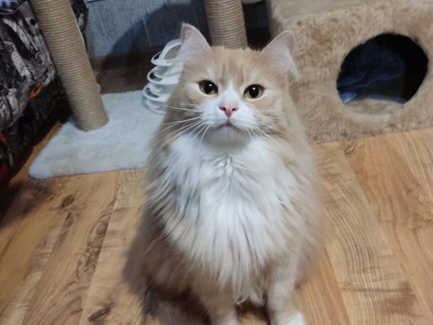 Отдам двух кошачьих (кошка и кот)