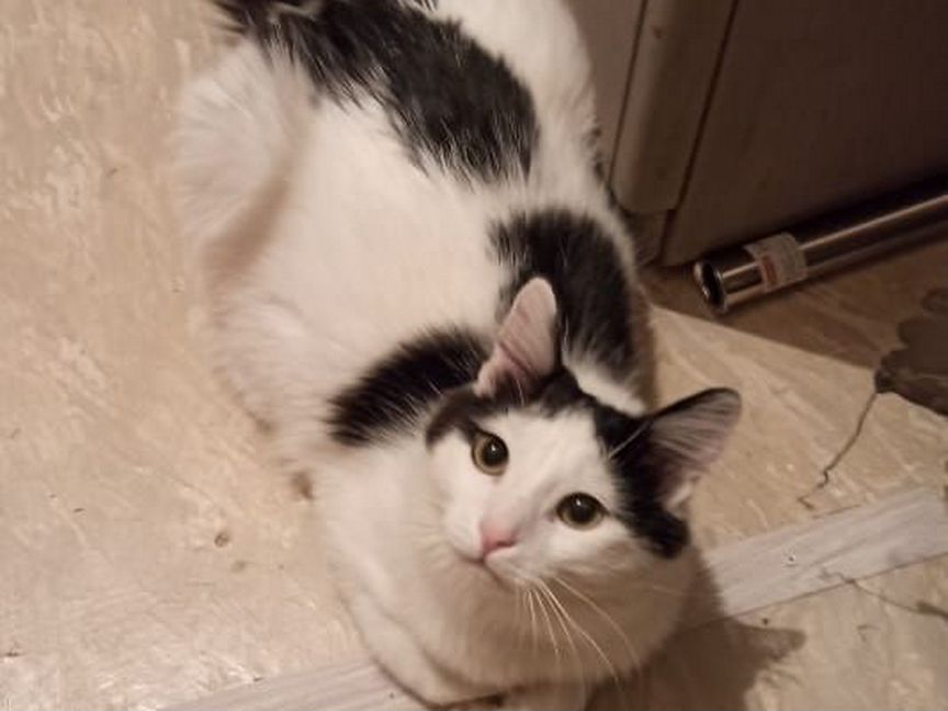 Котик Стасик в добрые руки