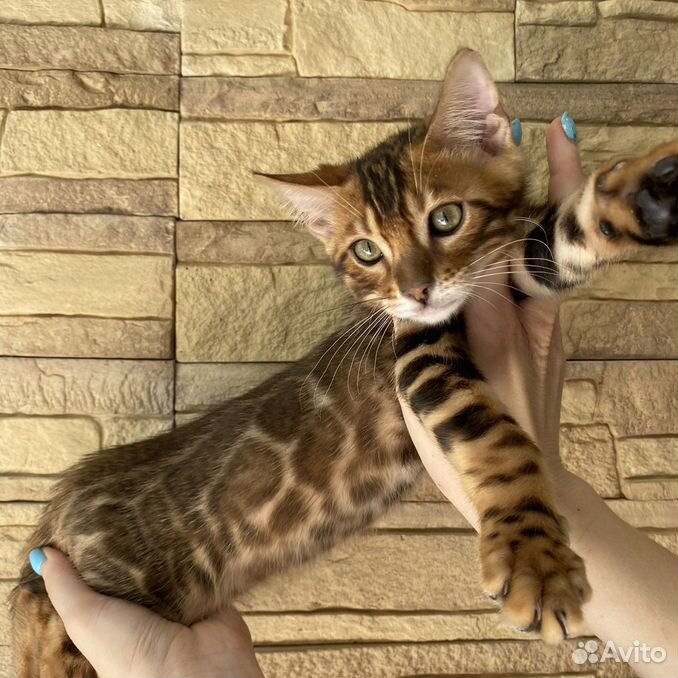 Бенгальские котята готовы к выпуску