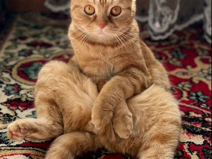 Обаятельный Котик ищет доброго хозяина