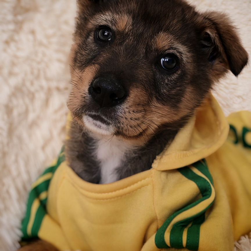 Замечательный парень в поисках дома