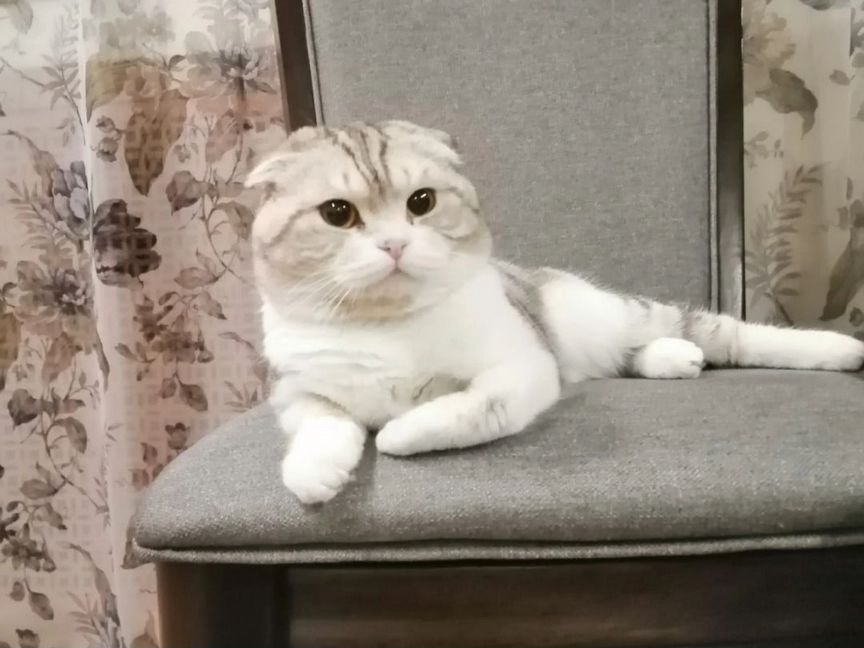 Шотландский кот вязка