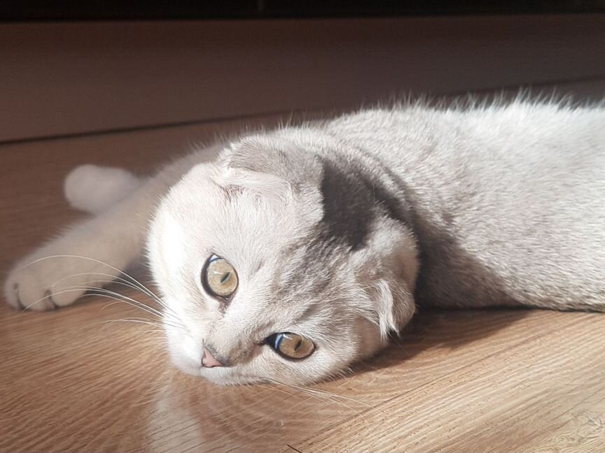 Шотландские вислоухие котята серые