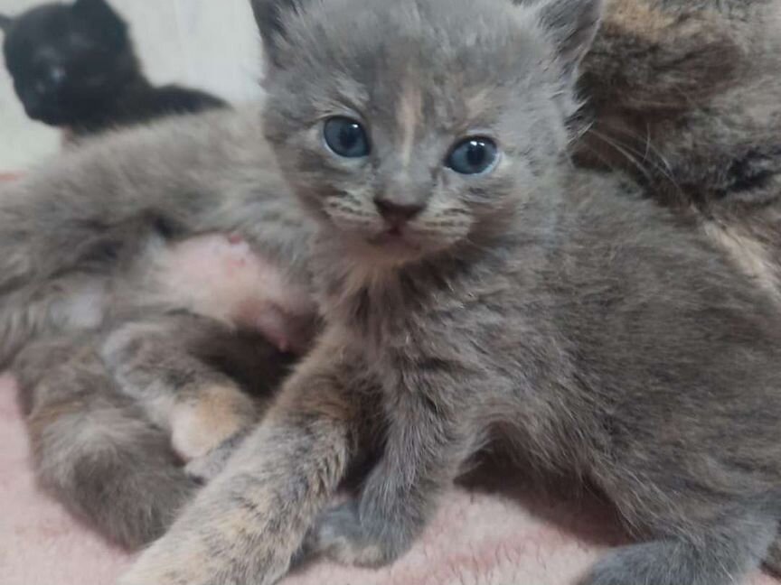 Котята в добрые руки бесплатно