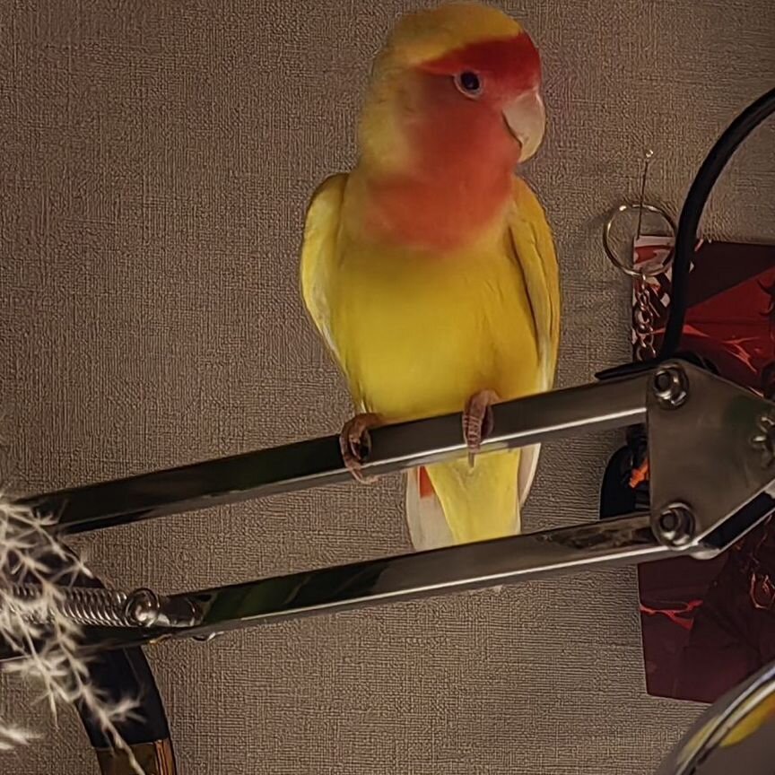 Попугай неразлучник