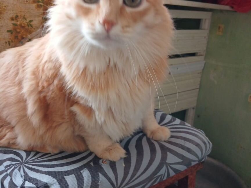 Отдам бесплатно кота, в связи с переездом