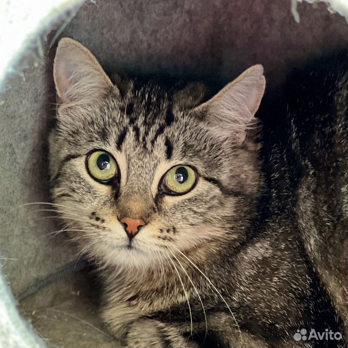 Кошке нужна семья