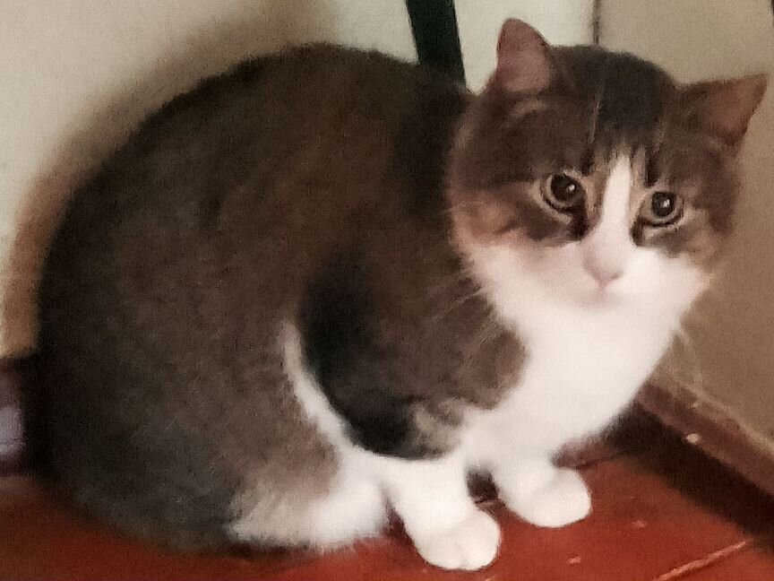 Кошкам нужен дом умерла хозяйка