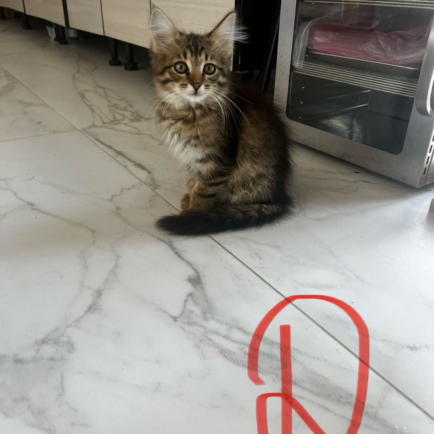 Отдам котят в добрые руки