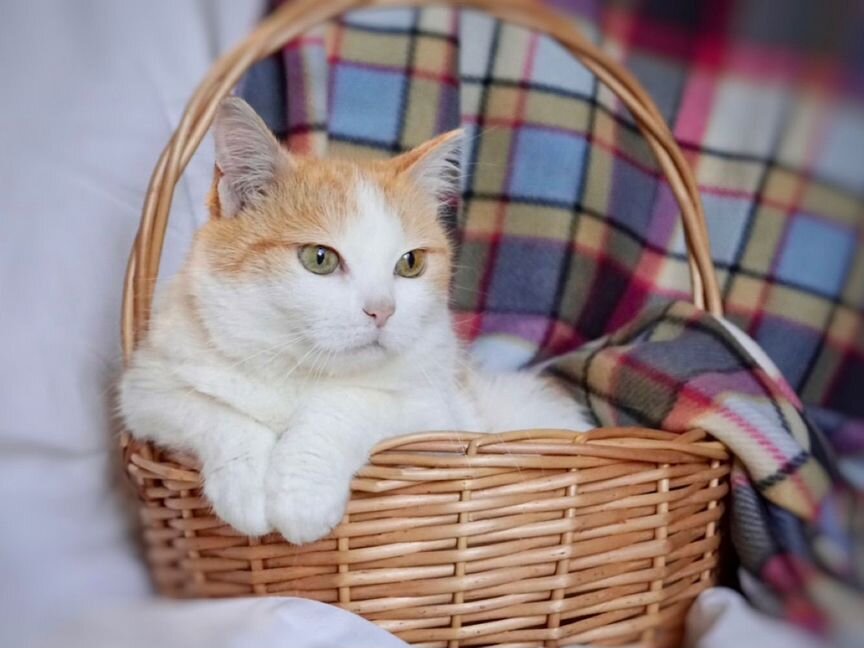 Красивая кошка ищет дом