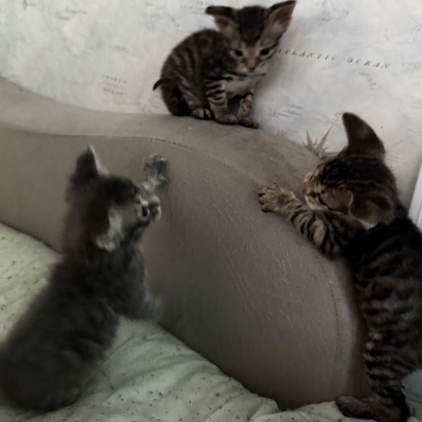 Мейн-кун котёнок