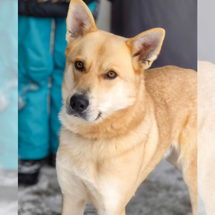 Взрослый пёс в добрые руки