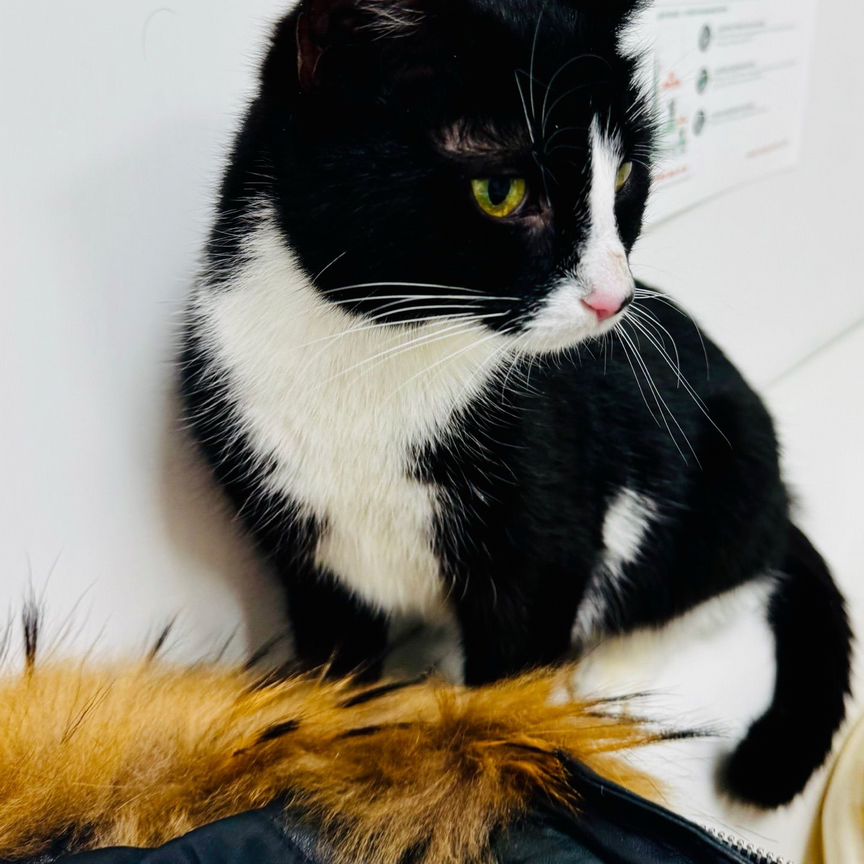 Кошечка милая