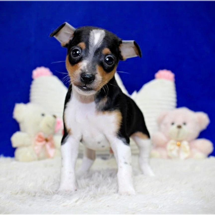 Цвергпинчер, щенок